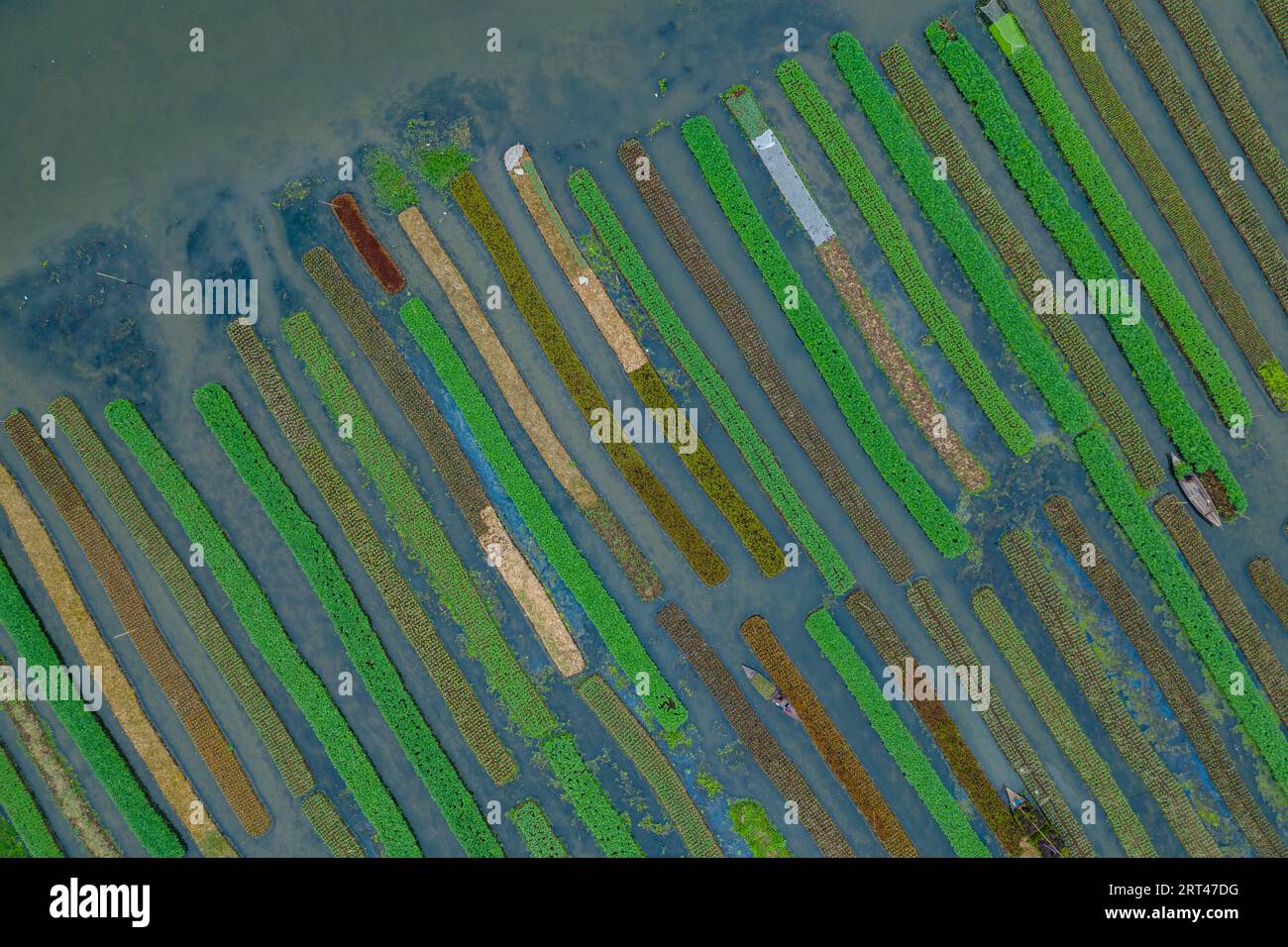Pirojpur, Bangladesh: Aerial view of Floating vegetable beds at ...