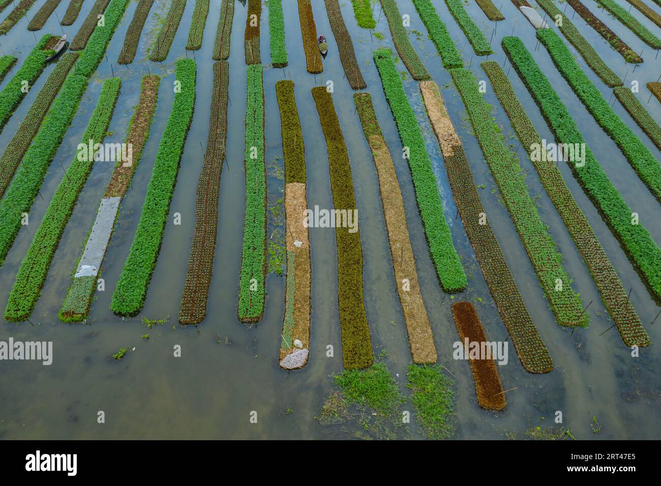 Pirojpur, Bangladesh: Aerial view of Floating vegetable beds at ...