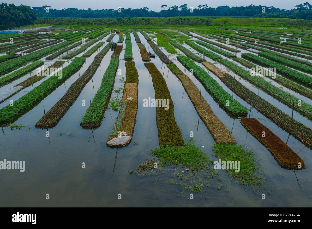 Pirojpur, Bangladesh: Aerial view of Floating vegetable beds at ...