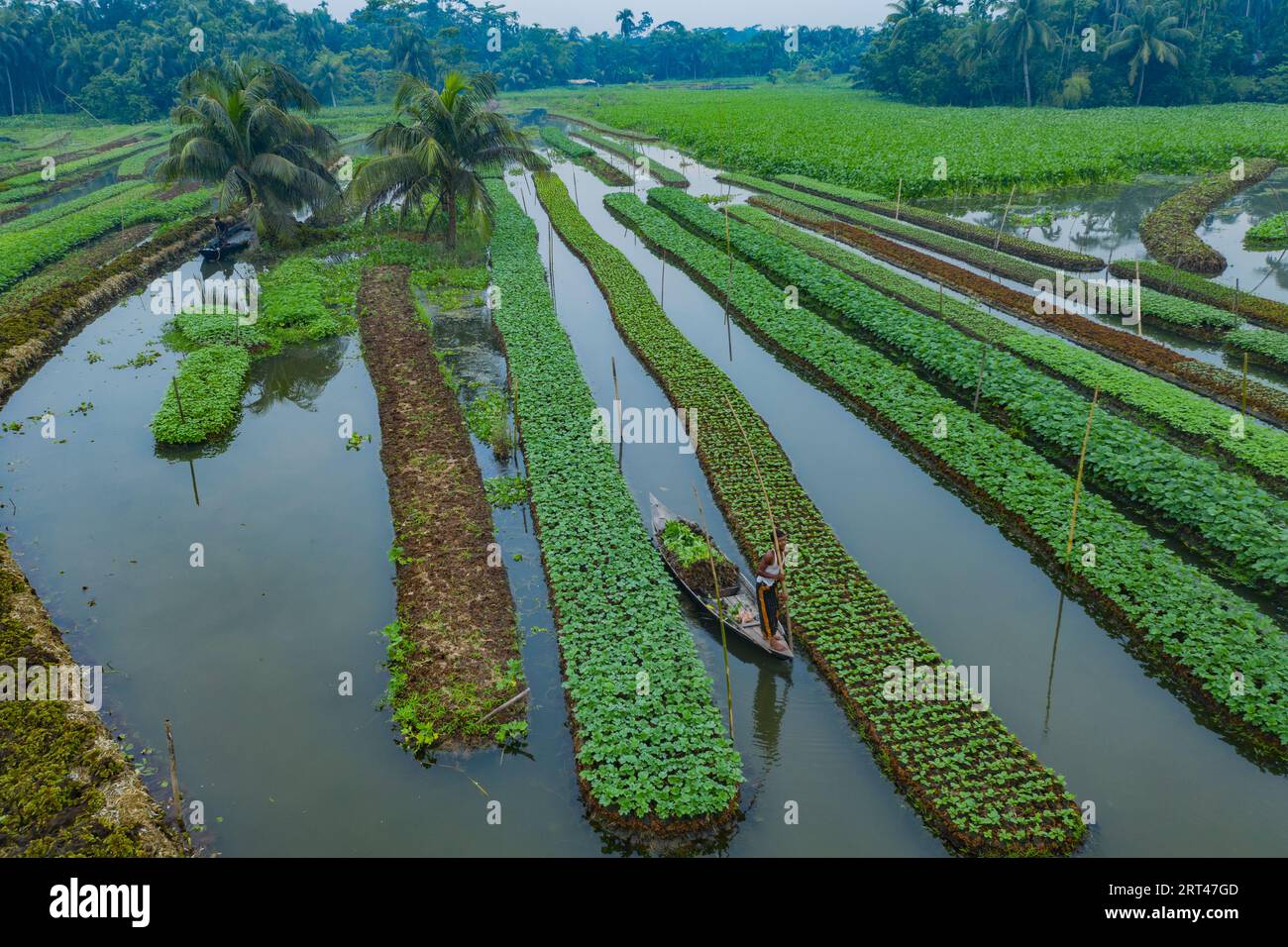 Pirojpur, Bangladesh: Aerial view of Floating vegetable beds at ...