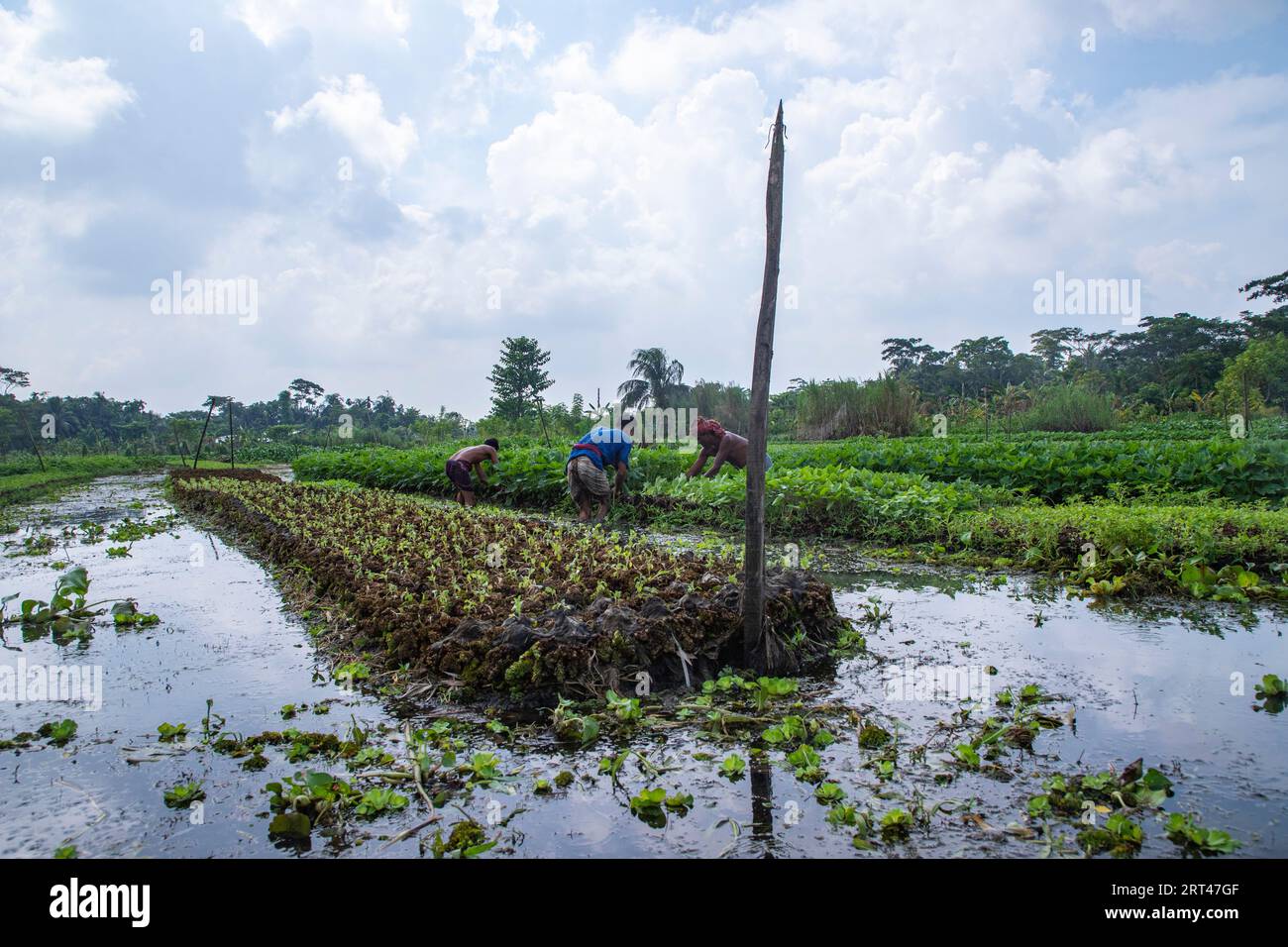 Farmers work in a floating farm at Najirpur in Pirojpur district of ...