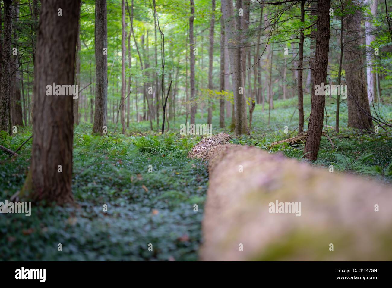 Image of a straight fallen tree in a forest that extending in the ...