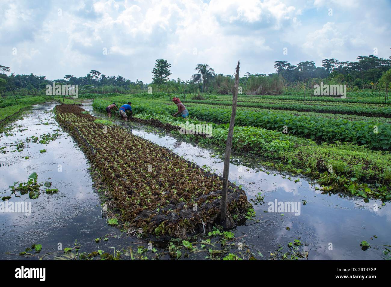 Farmers work in a floating farm at Najirpur in Pirojpur district of ...