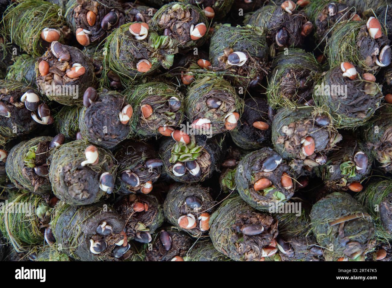Seedling balls to be planted on their floating farm, at her home at ...