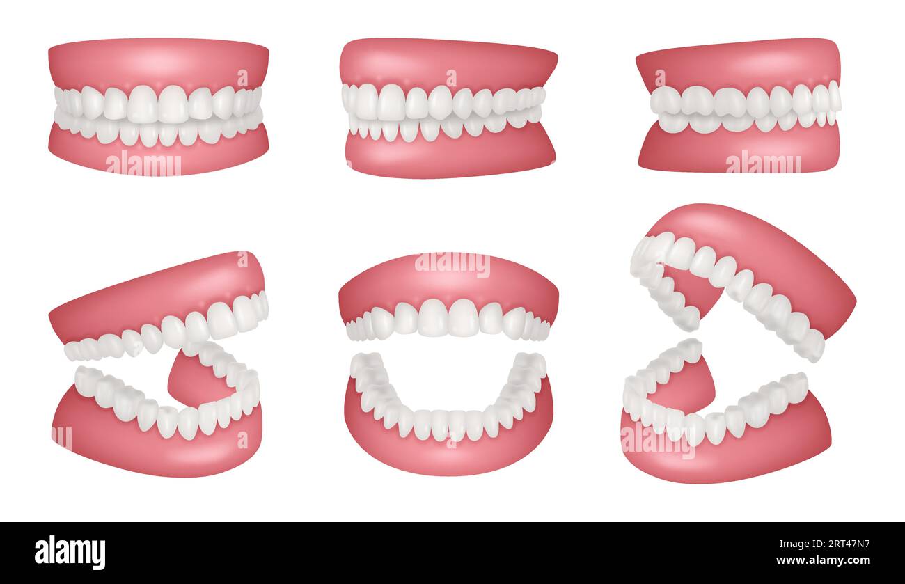 Realistic jaws. Human anatomy jaw healthy teeth collection decent ...