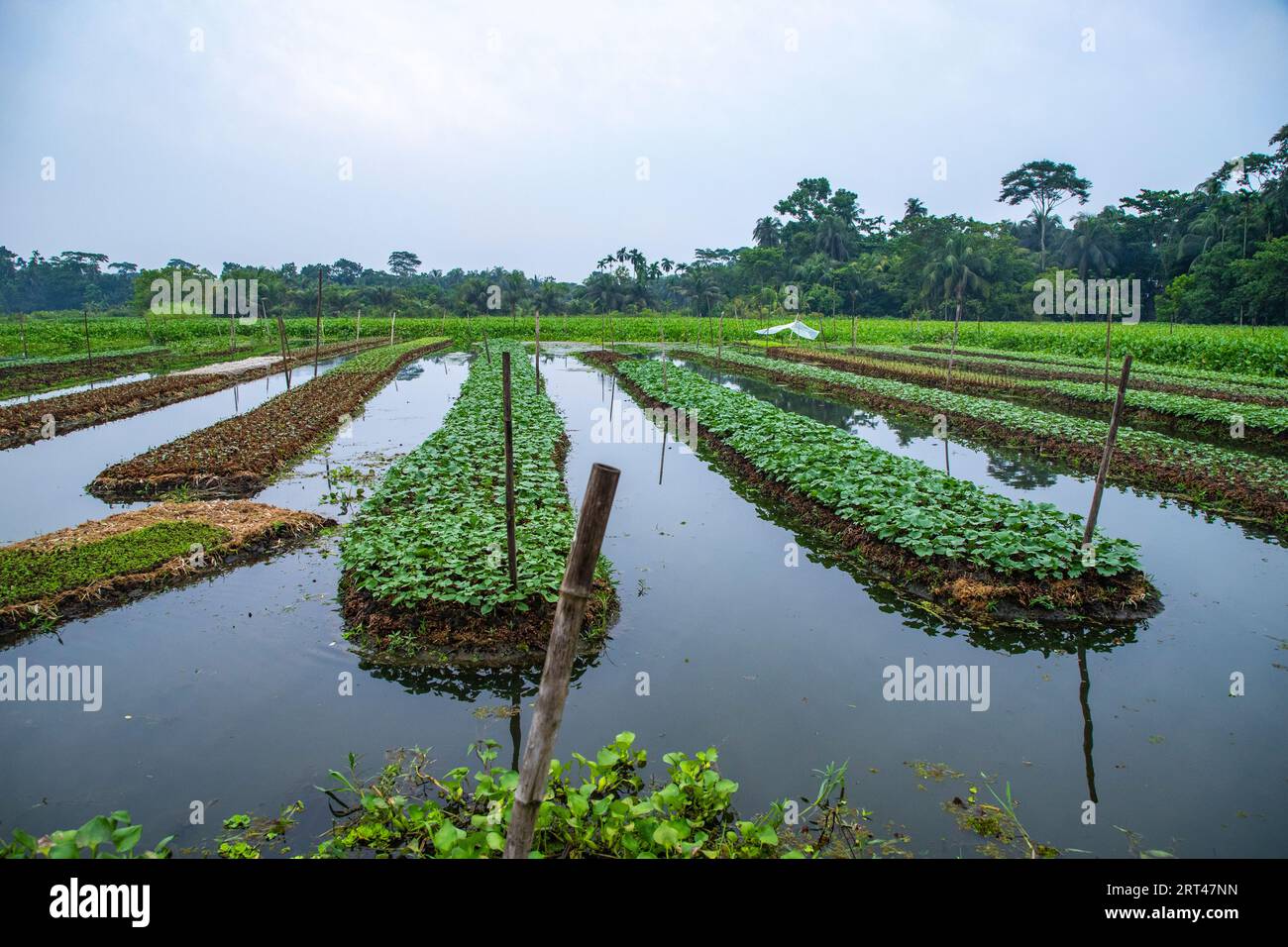Floating vegetable beds at Najirpur in Pirojpur district of Bangladesh ...