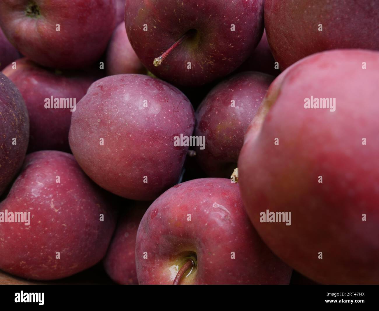 Red Delicious Apples for market ready Stock Photo - Alamy