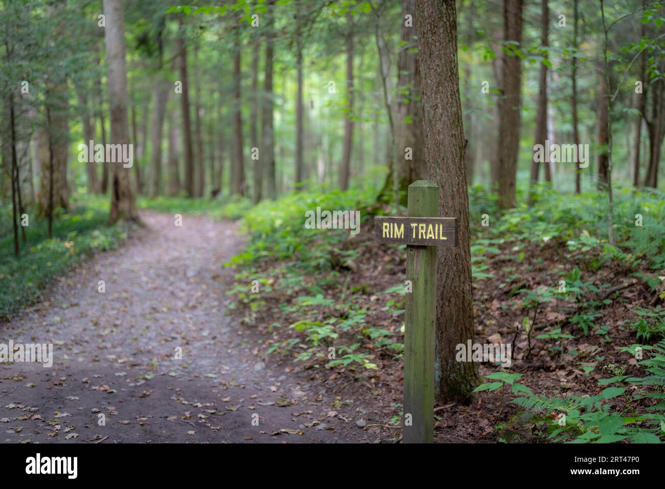 Brown rustic wooden sign noting RIM TRAIL with a walking path extending ...