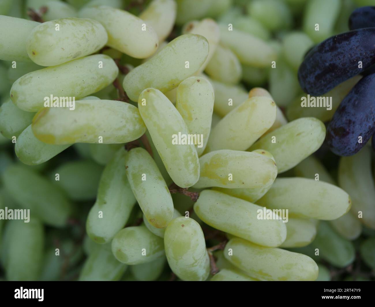 Green Seedless Grapes background , fruits Stock Photo - Alamy