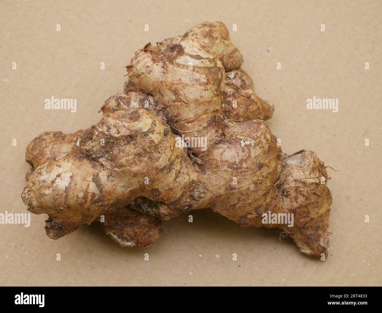 Ginger Roots in close up view, cooking ingredient ,medicinal vegetable ...