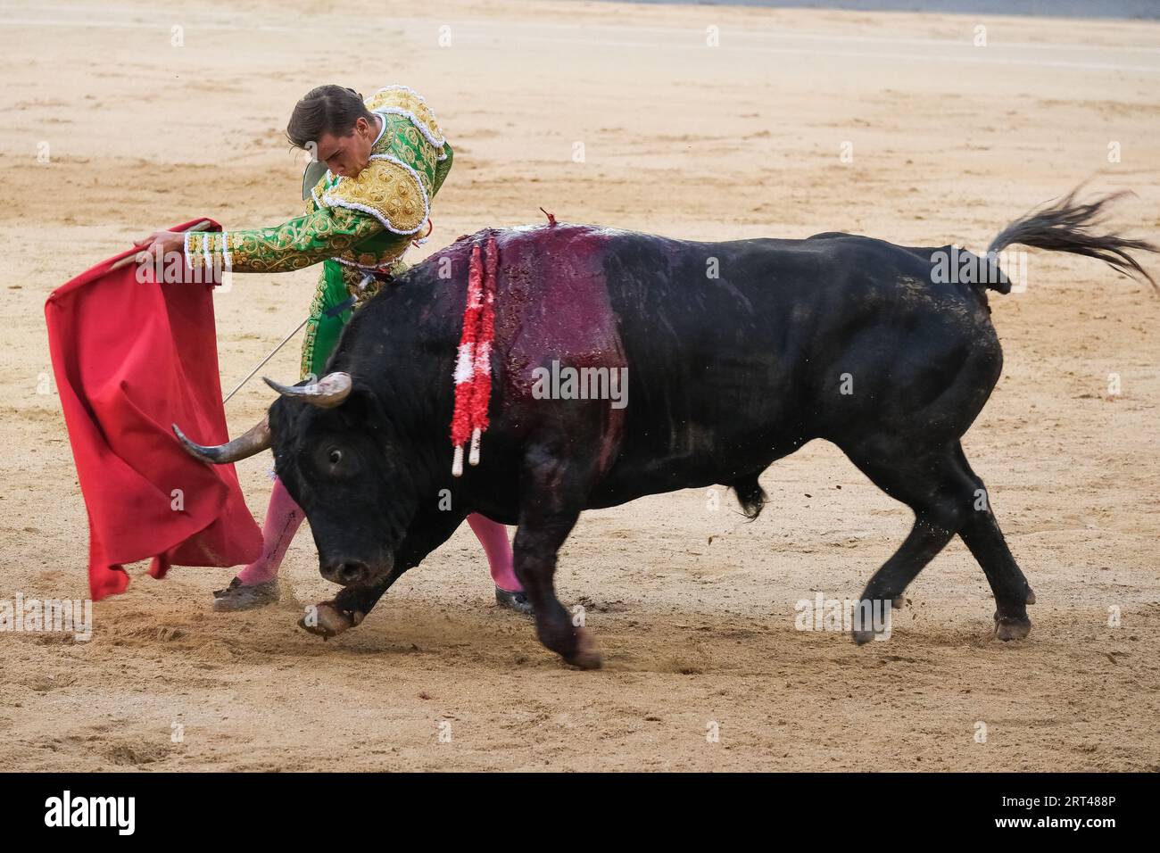 the bullfighter Luis Gerpe during the bullfight of Corrida de Toros in ...