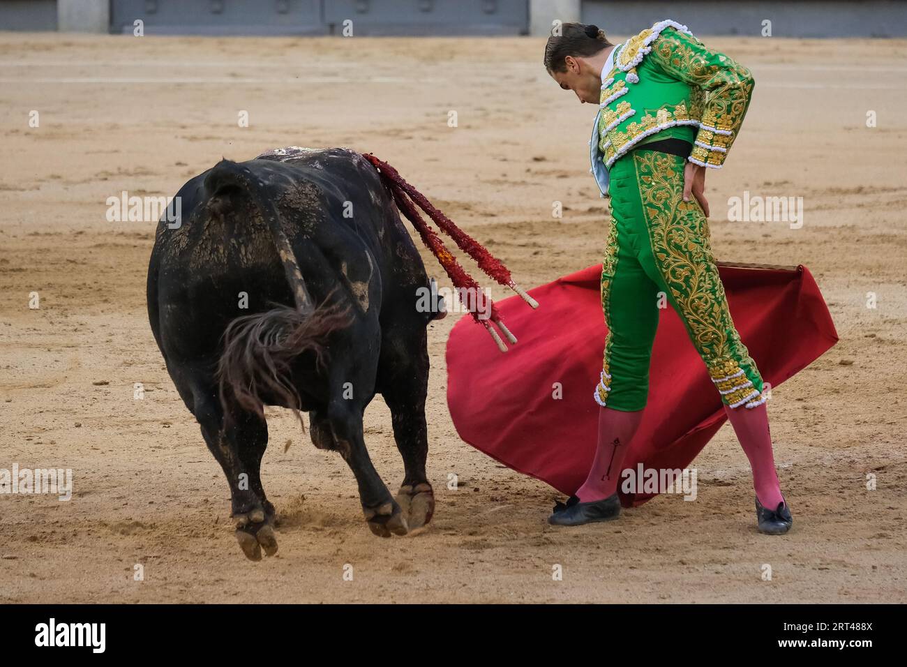 the bullfighter Luis Gerpe during the bullfight of Corrida de Toros in ...