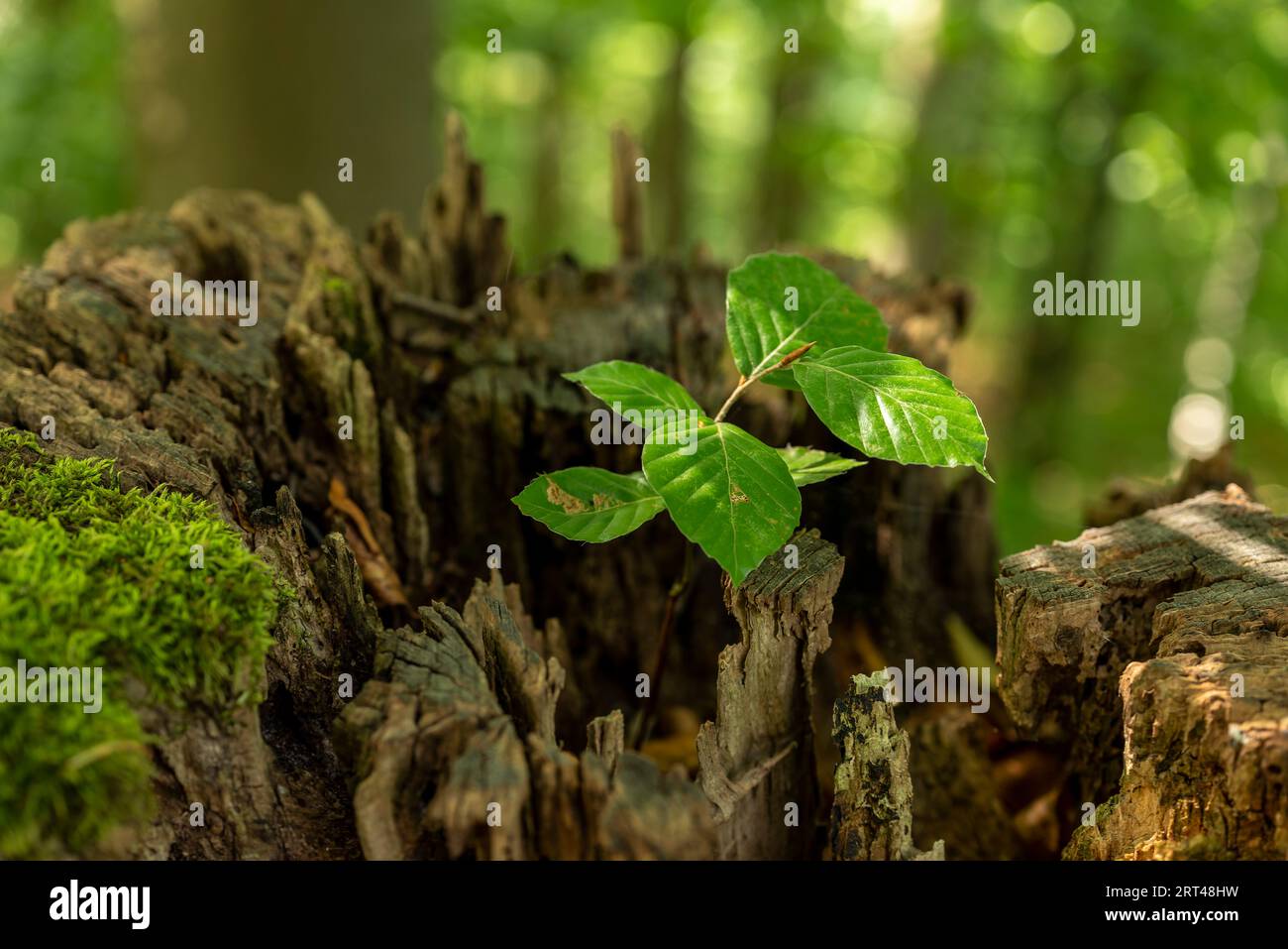 Beech tree sapling hi-res stock photography and images - Alamy