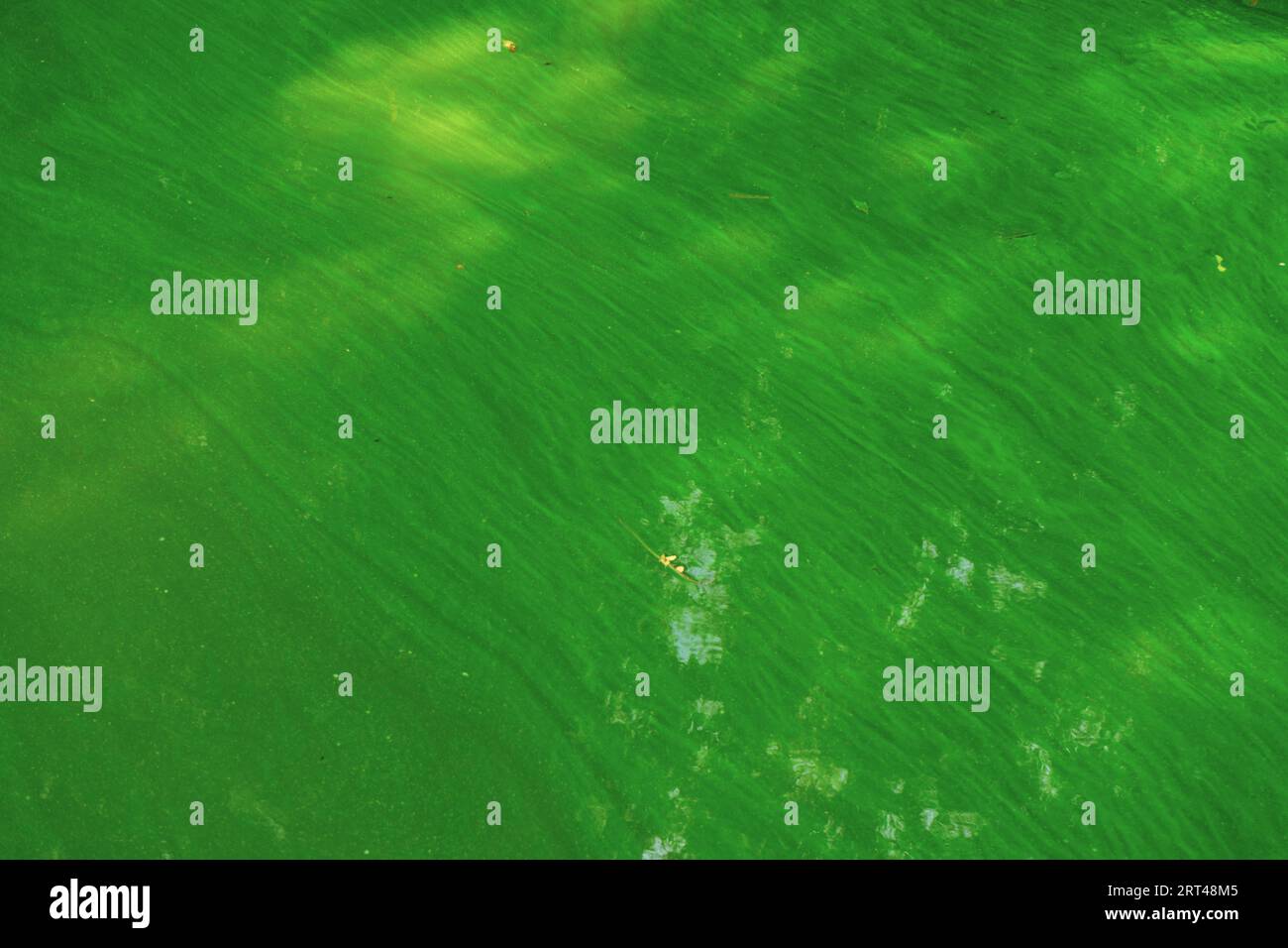 Mass deaths of fish. Greening of river water. The problem of water ...