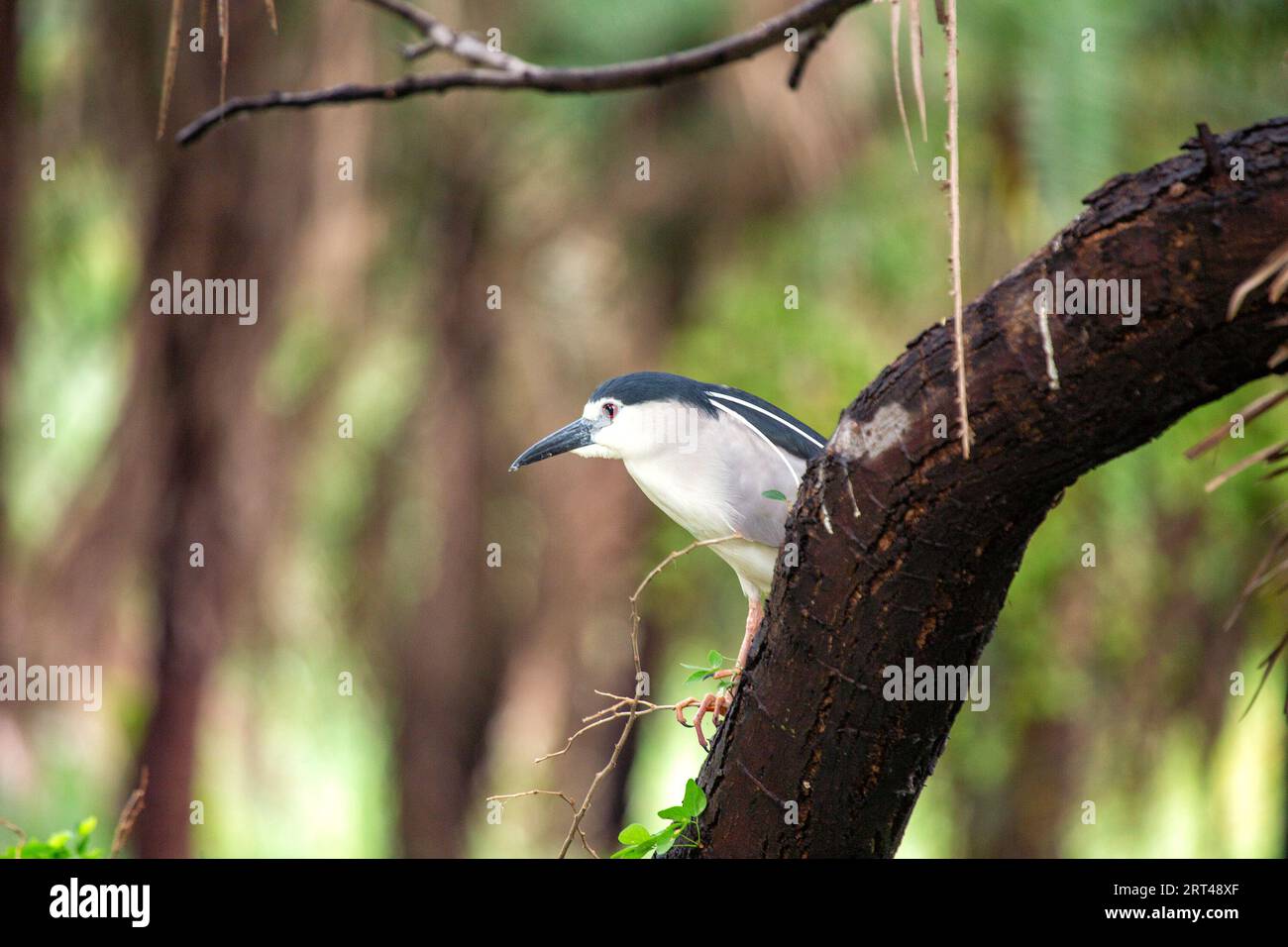 Graceful adult Black-crowned Night Heron, Nycticorax nycticorax, a ...