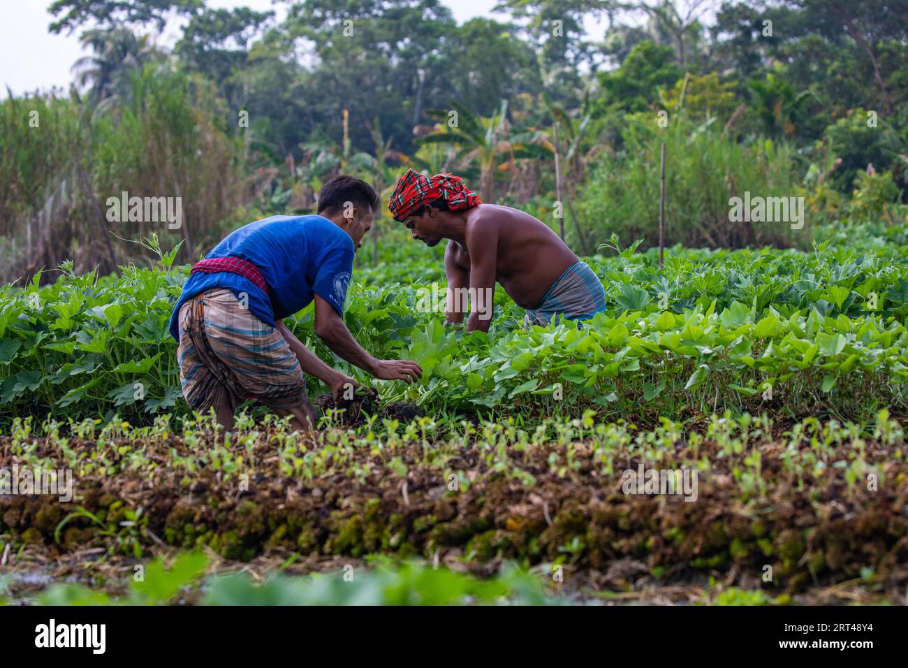Farmers work in a floating farm at Najirpur in Pirojpur district of ...