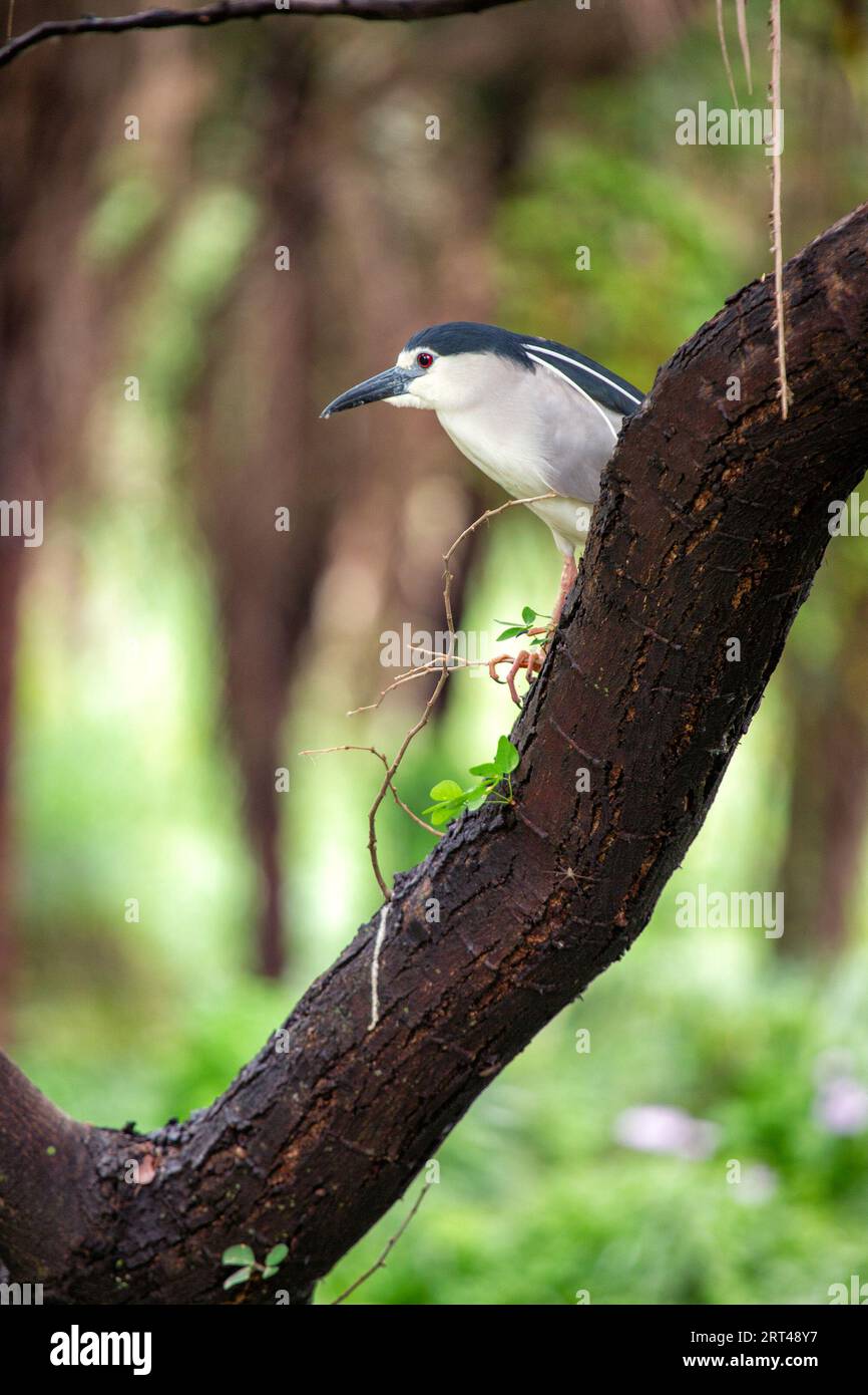 Graceful adult Black-crowned Night Heron, Nycticorax nycticorax, a ...