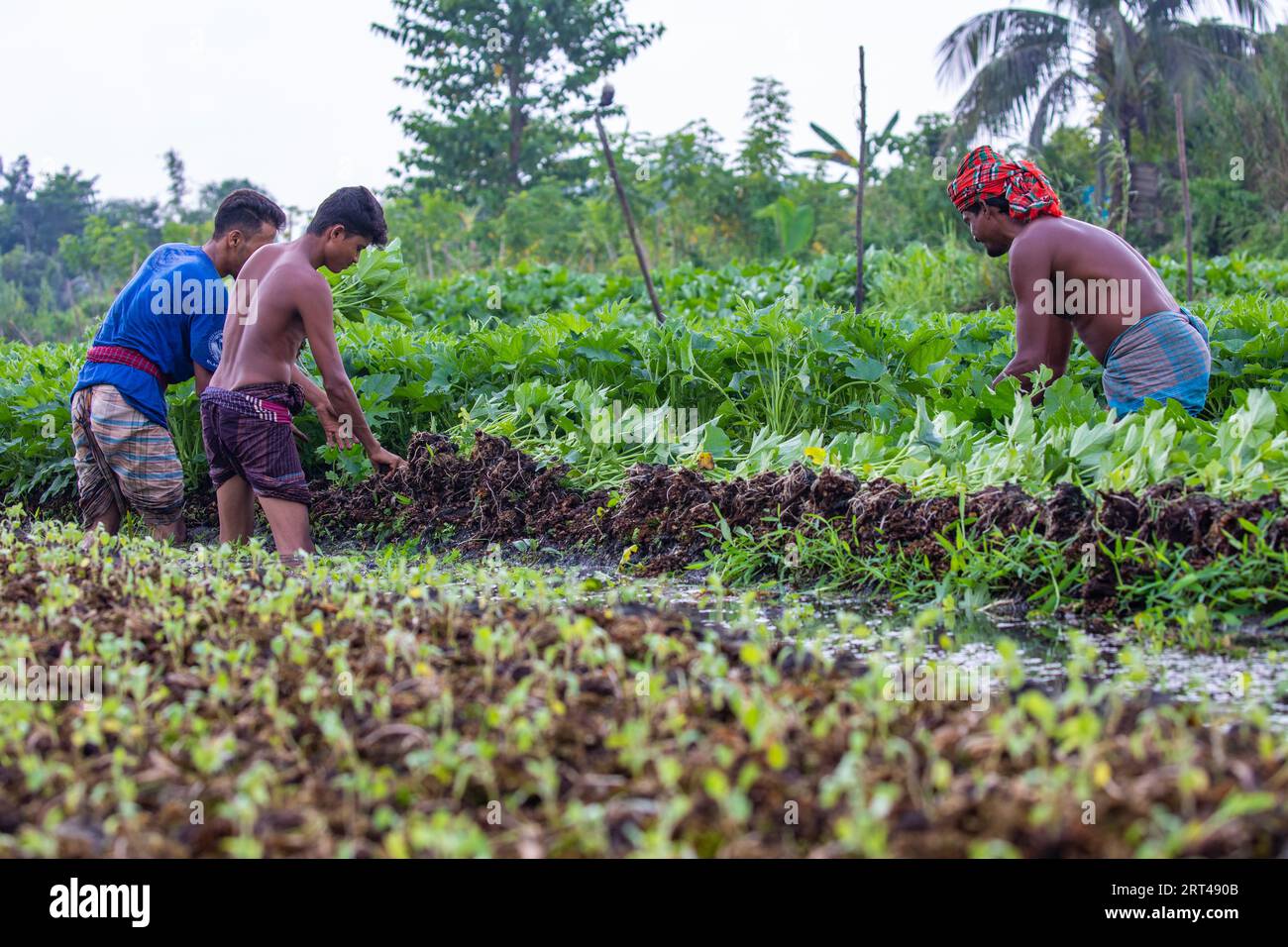 Farmers work in a floating farm at Najirpur in Pirojpur district of ...