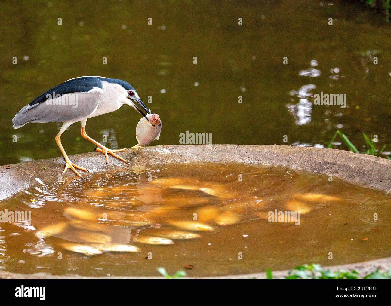 Graceful adult Black-crowned Night Heron, Nycticorax nycticorax, a ...