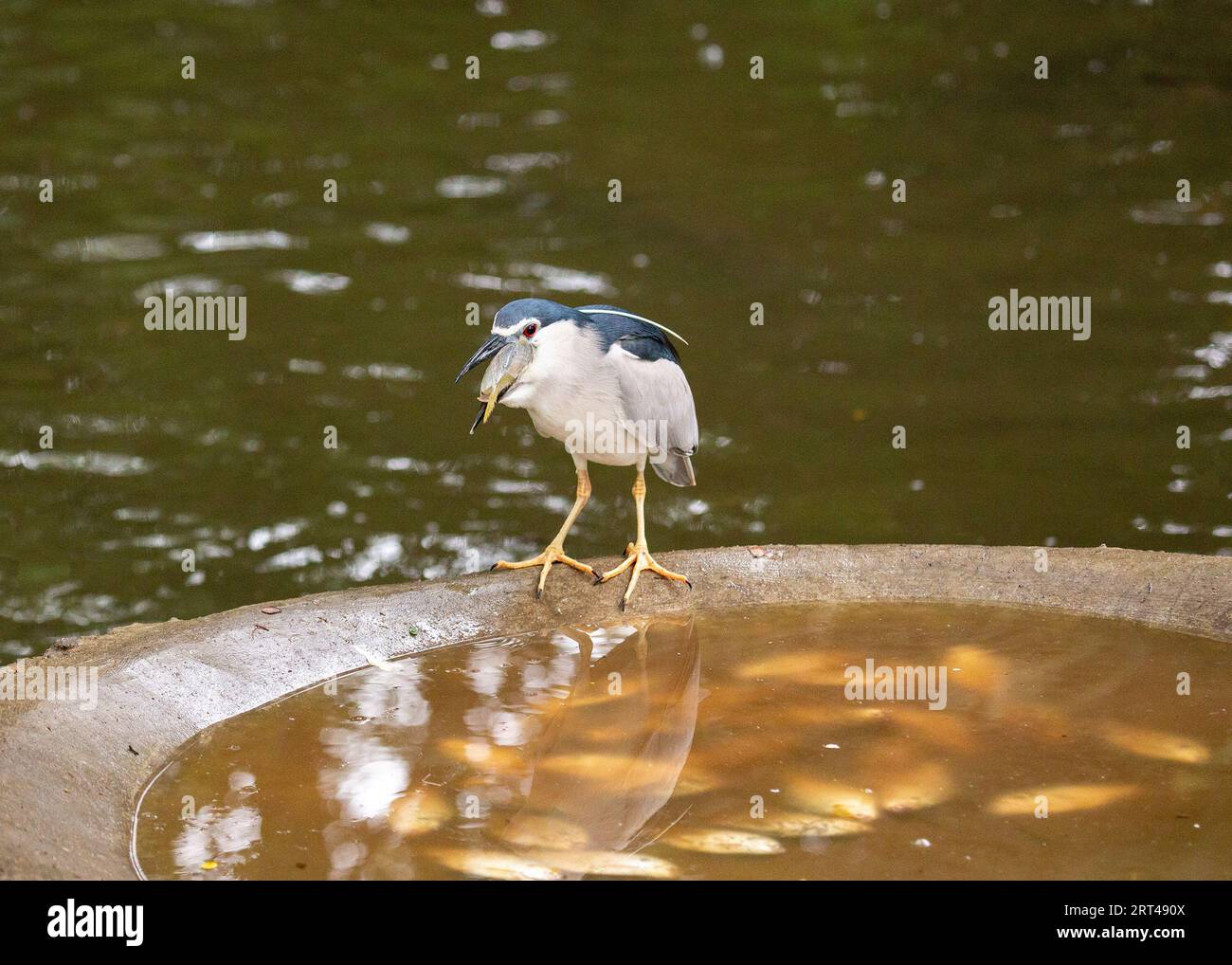 Graceful adult Black-crowned Night Heron, Nycticorax nycticorax, a ...