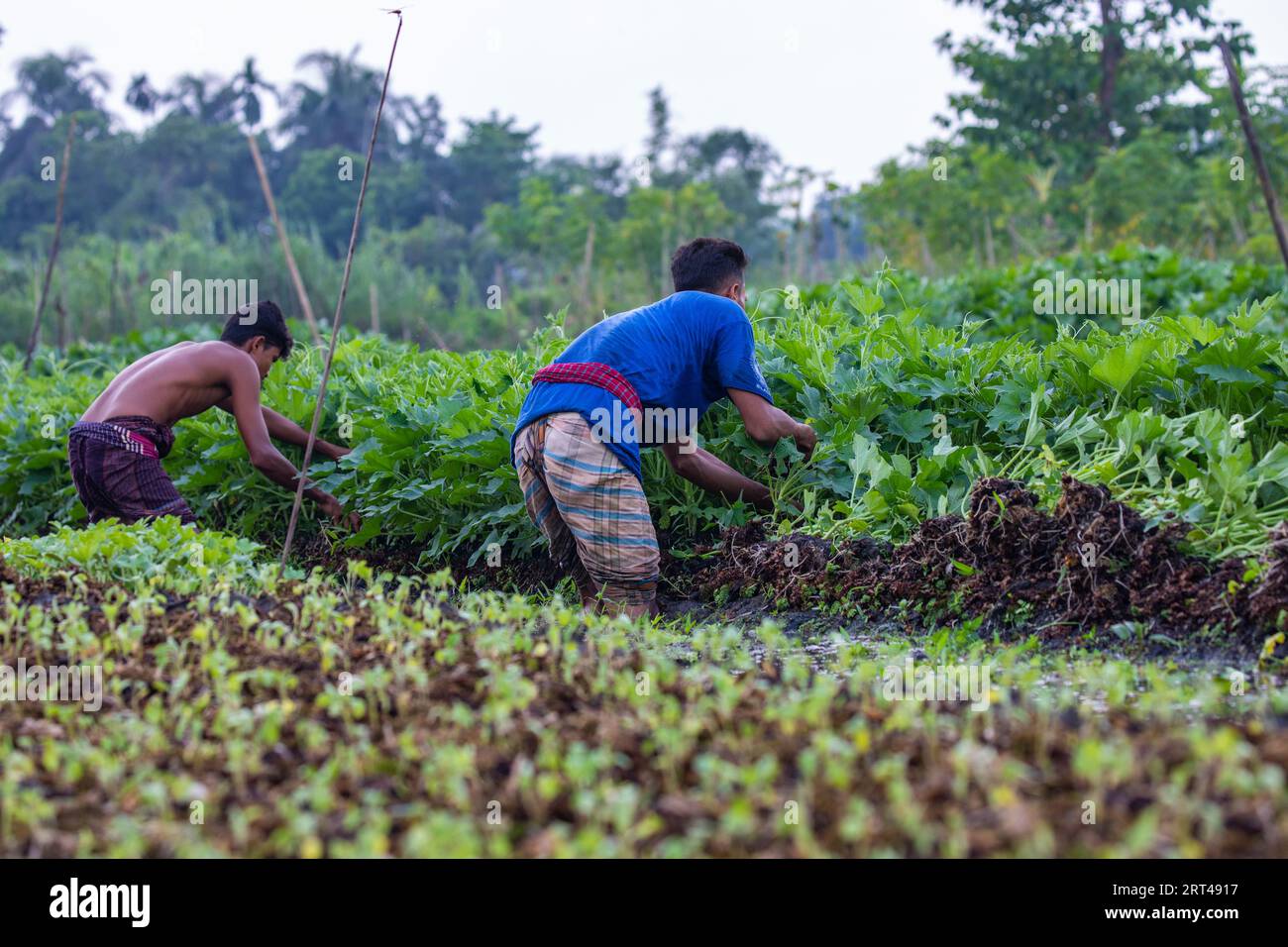 Farmers work in a floating farm at Najirpur in Pirojpur district of ...