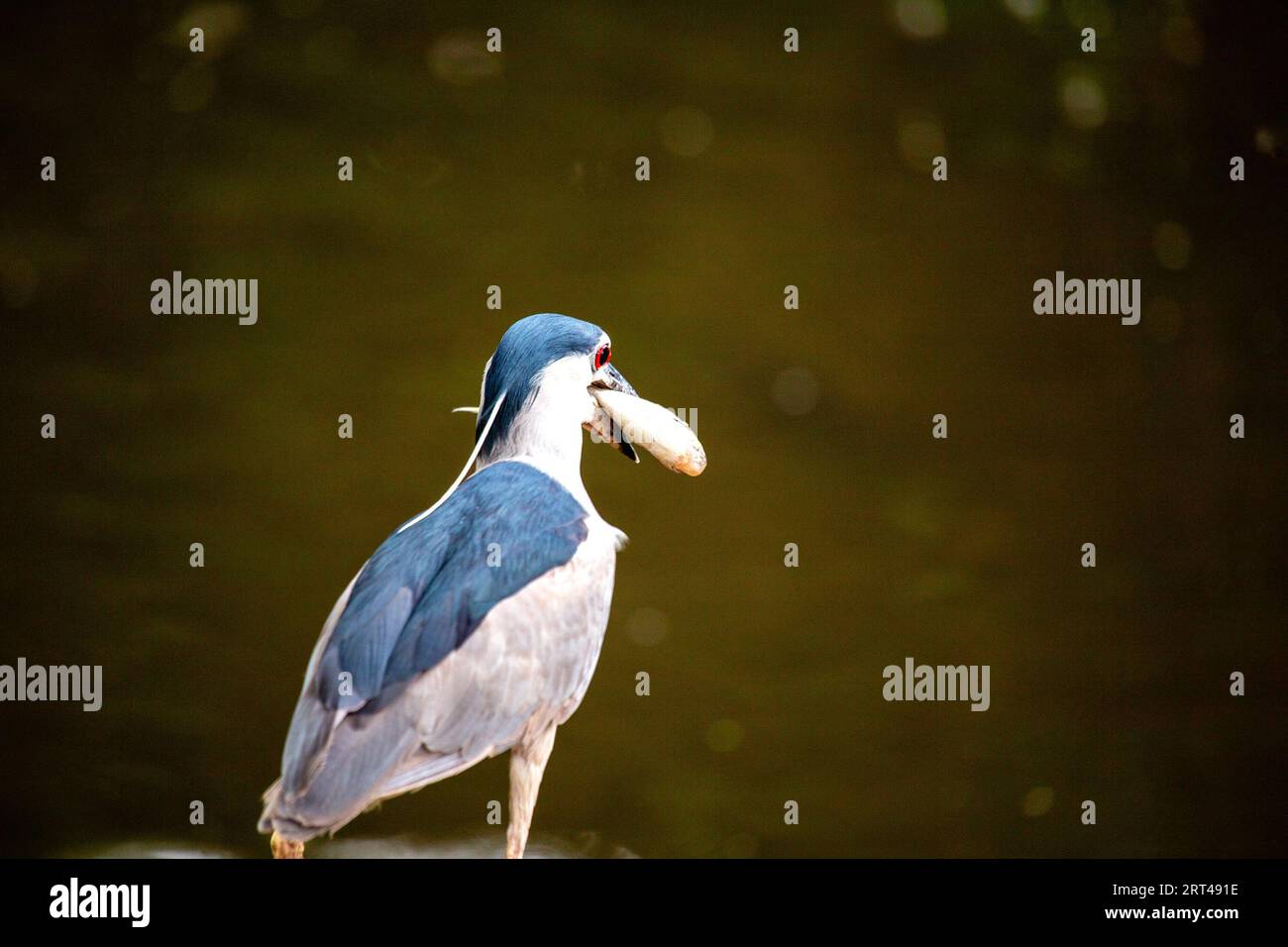 Graceful adult Black-crowned Night Heron, Nycticorax nycticorax, a ...