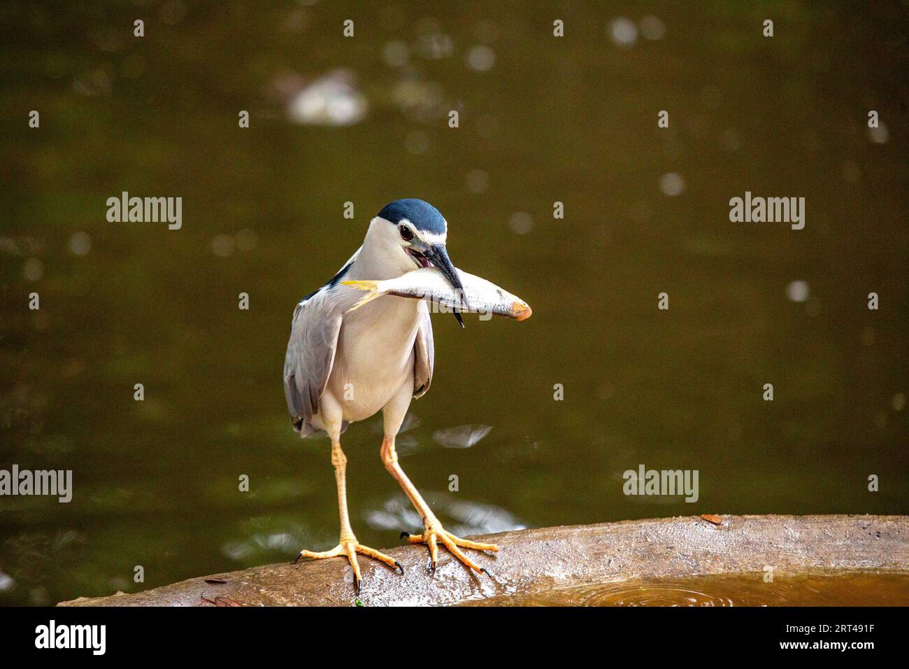Graceful adult Black-crowned Night Heron, Nycticorax nycticorax, a ...