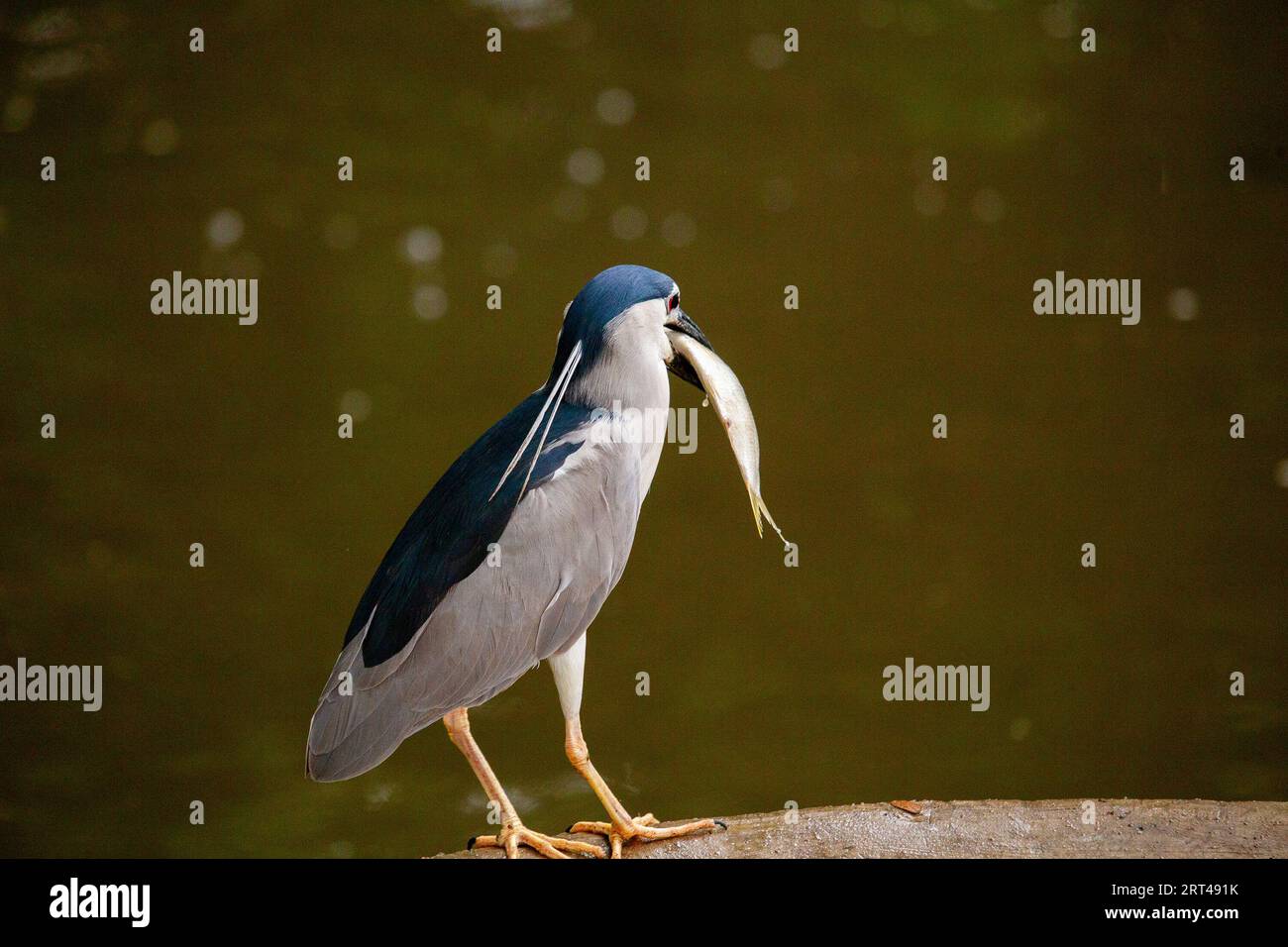 Graceful adult Black-crowned Night Heron, Nycticorax nycticorax, a ...