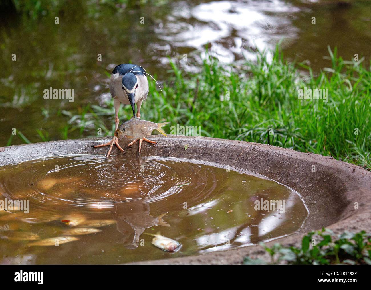 Graceful adult Black-crowned Night Heron, Nycticorax nycticorax, a ...