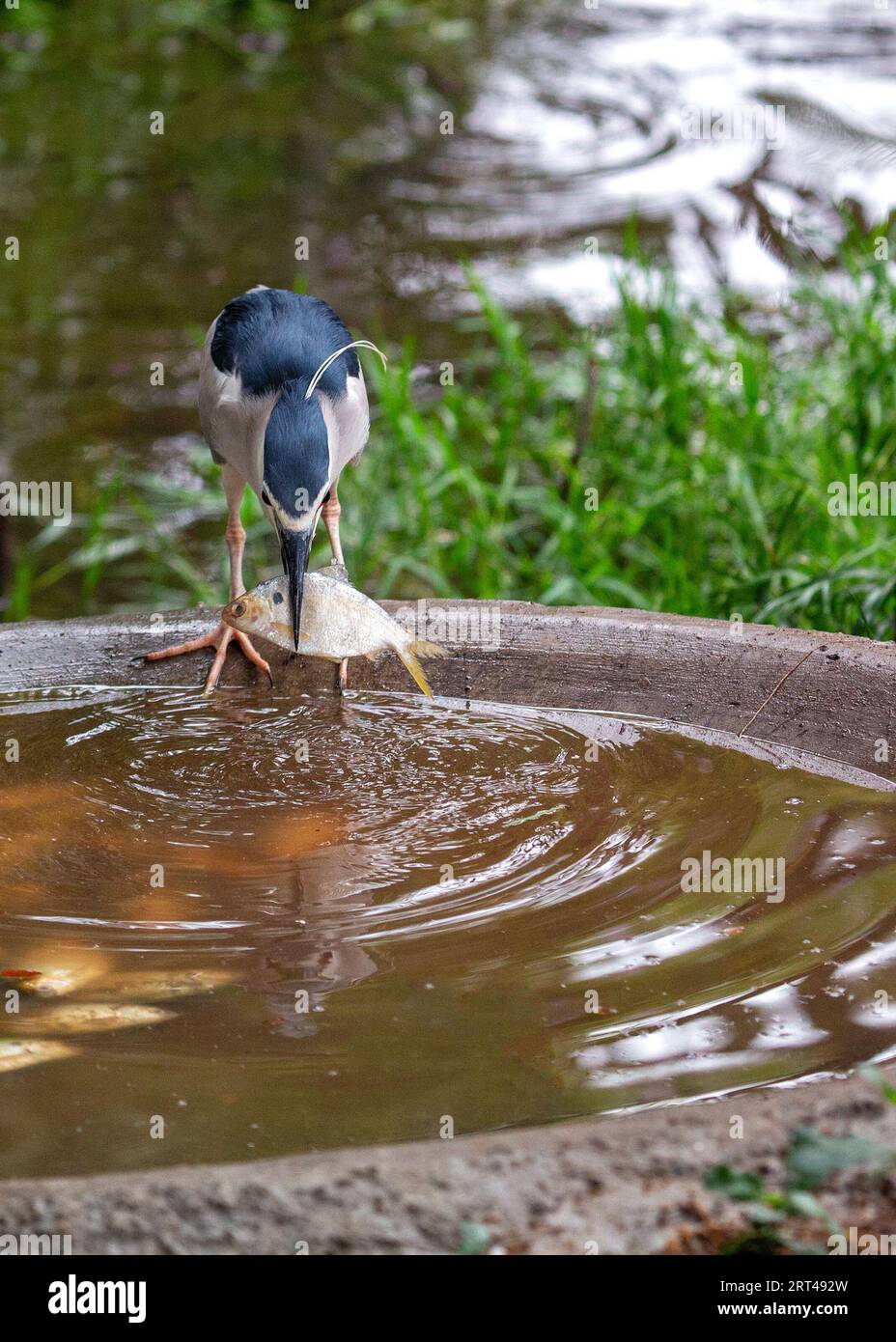 Graceful adult Black-crowned Night Heron, Nycticorax nycticorax, a ...