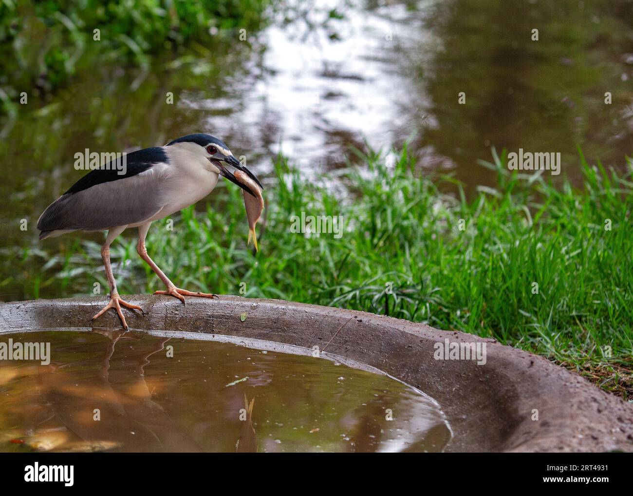 Graceful adult Black-crowned Night Heron, Nycticorax nycticorax, a ...
