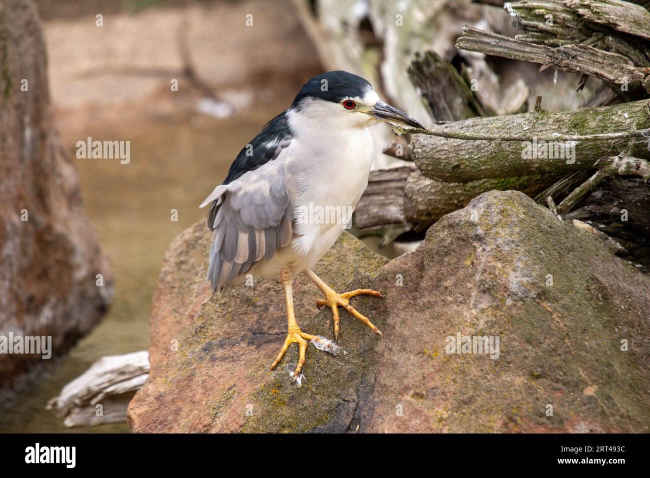 Graceful adult Black-crowned Night Heron, Nycticorax nycticorax, a ...