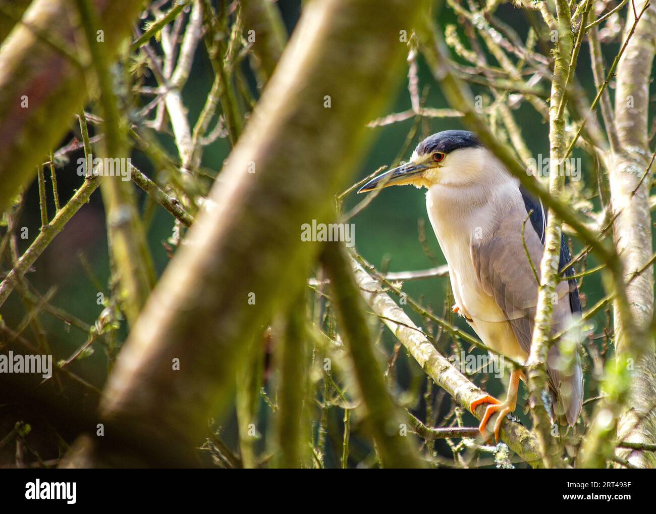 Graceful adult Black-crowned Night Heron, Nycticorax nycticorax, a ...