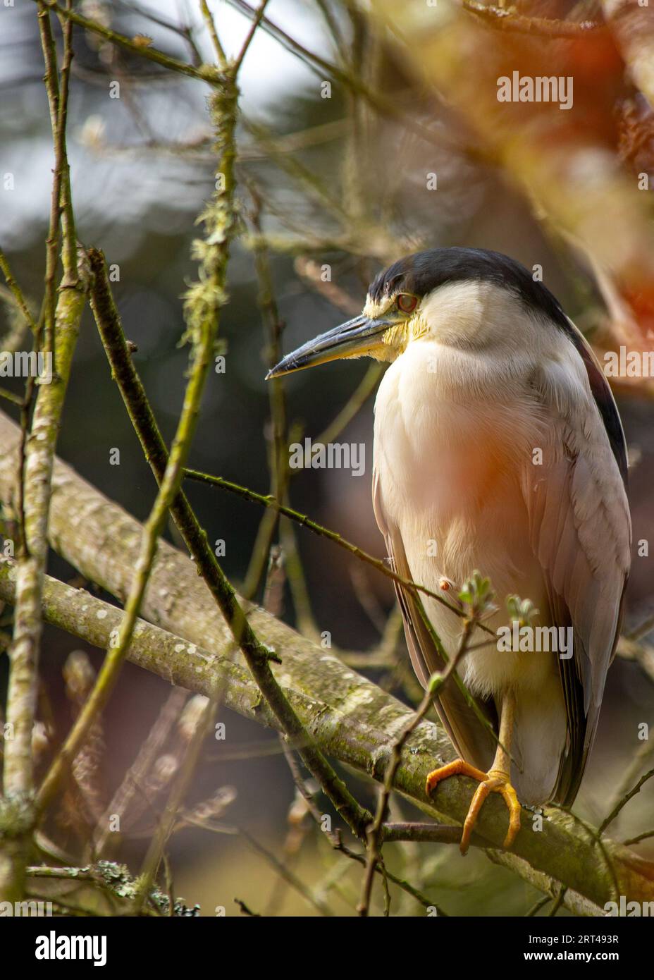 Graceful adult Black-crowned Night Heron, Nycticorax nycticorax, a ...