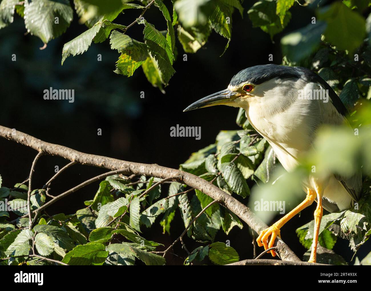 Graceful adult Black-crowned Night Heron, Nycticorax nycticorax, a ...