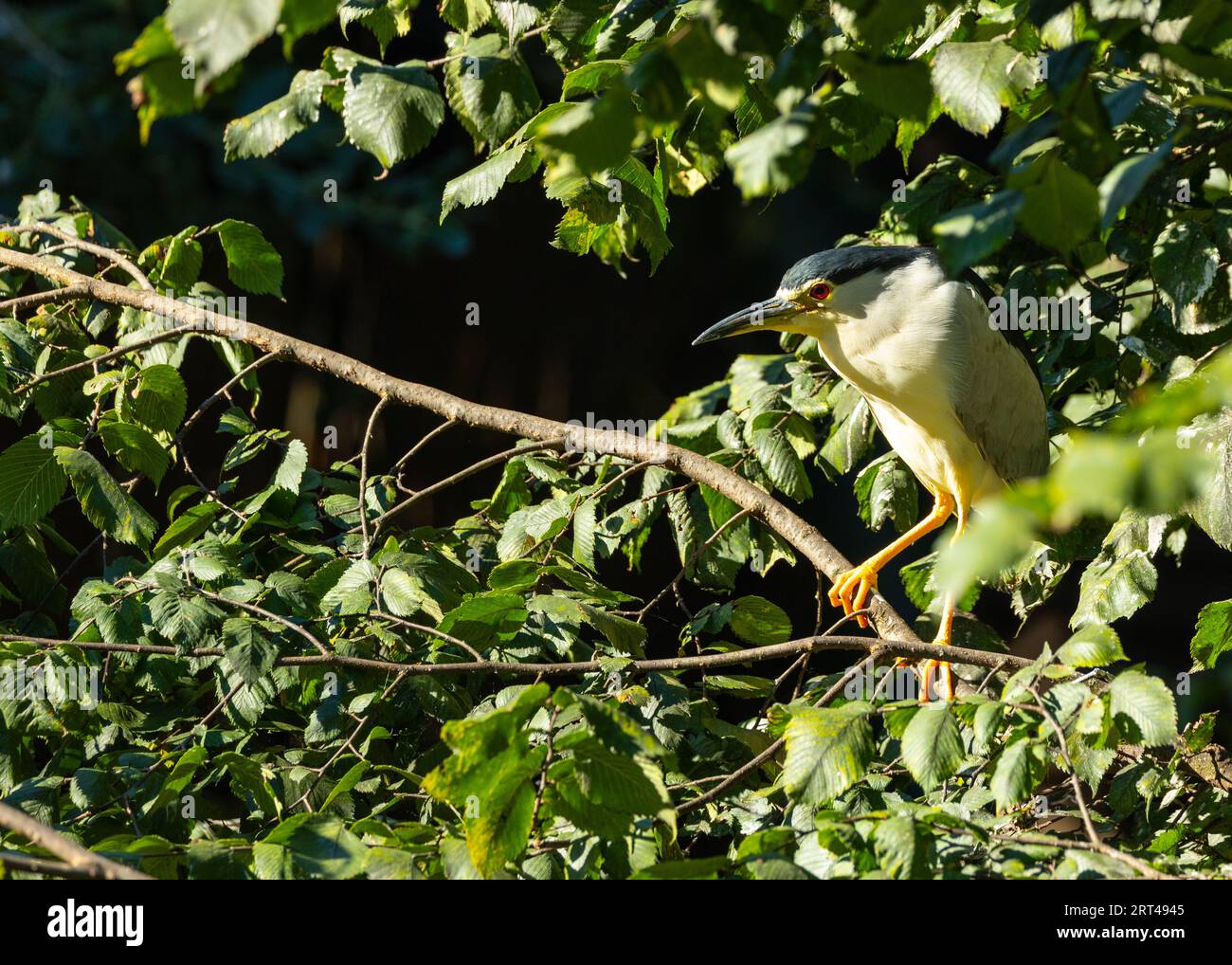 Graceful adult Black-crowned Night Heron, Nycticorax nycticorax, a ...