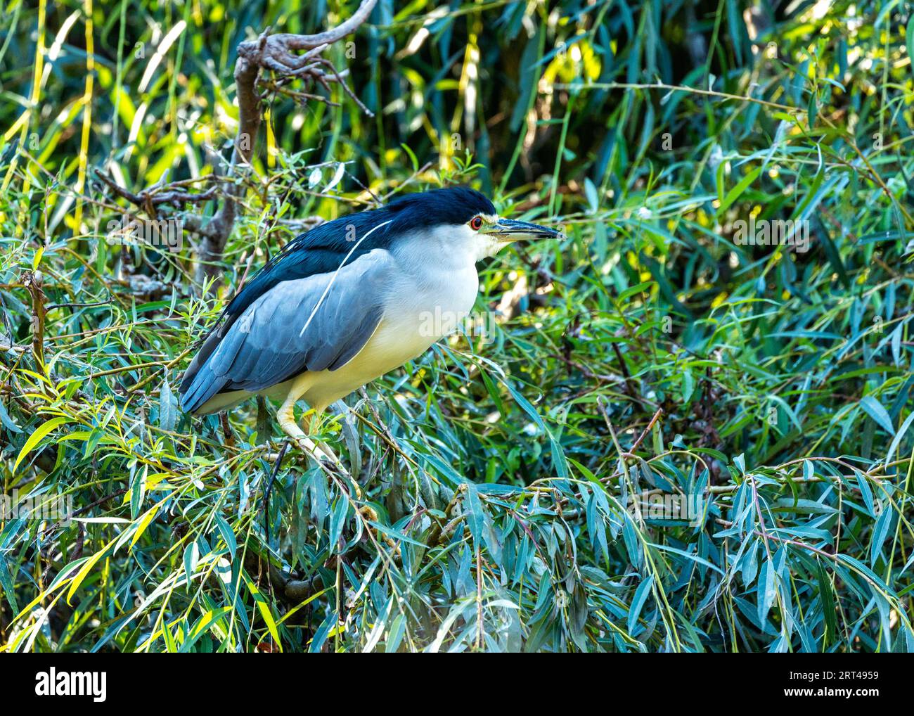 Graceful adult Black-crowned Night Heron, Nycticorax nycticorax, a ...
