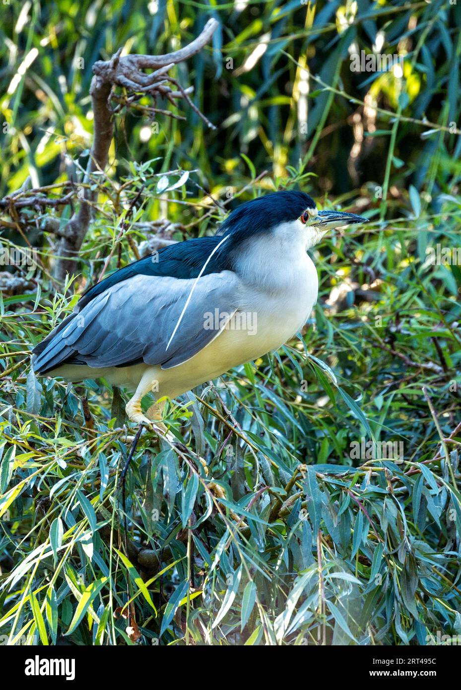 Graceful adult Black-crowned Night Heron, Nycticorax nycticorax, a ...