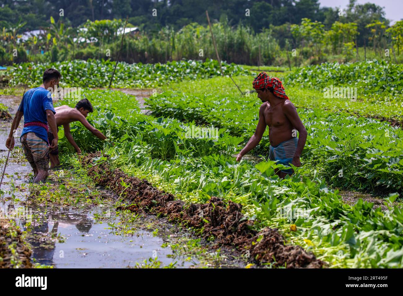 Farmers work in a floating farm at Najirpur in Pirojpur district of ...