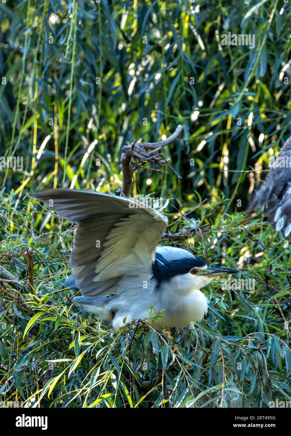 Graceful adult Black-crowned Night Heron, Nycticorax nycticorax, a ...