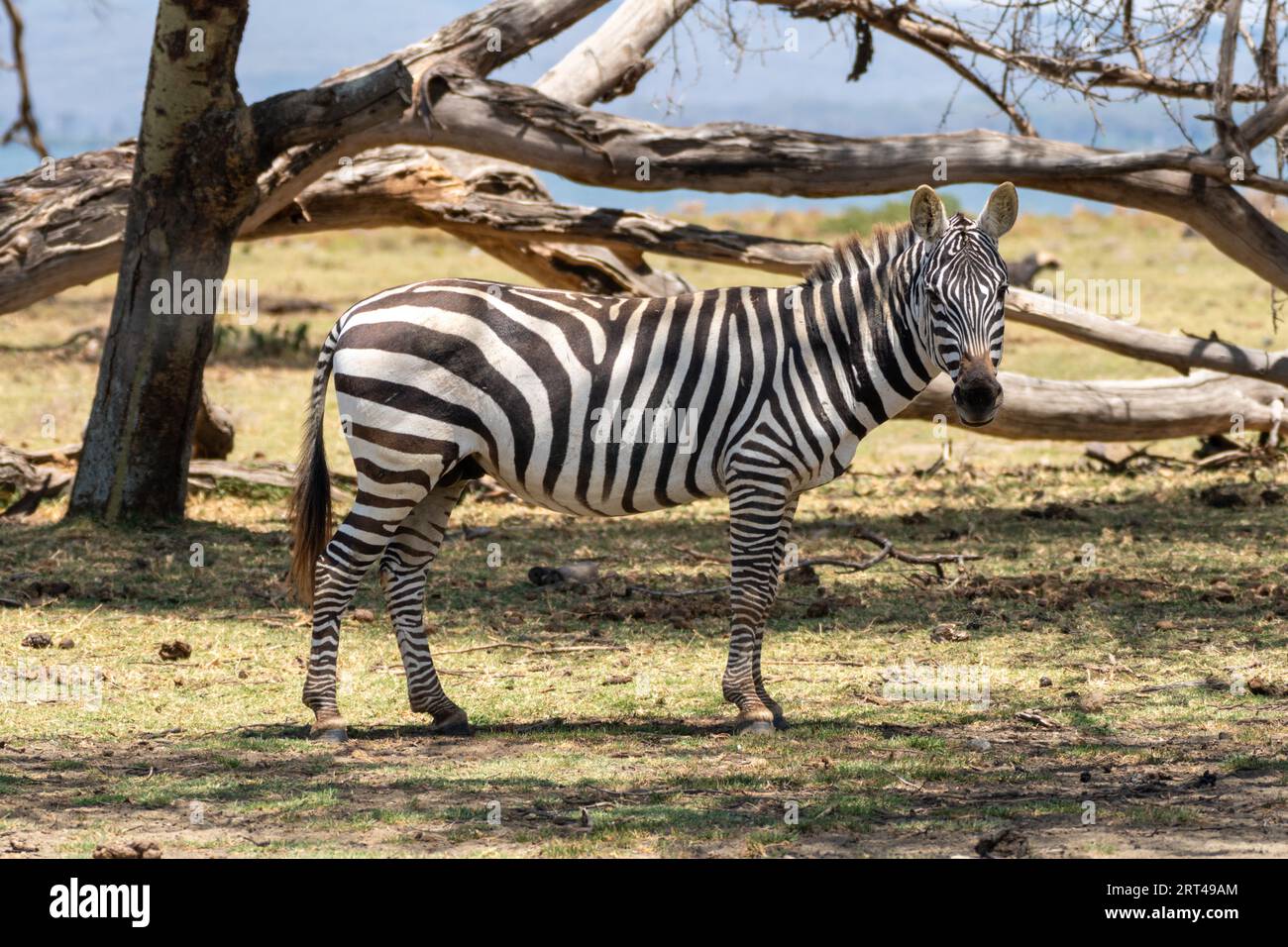Lake Naivasha - Zebra stares down the camera. Fully body shot. Kenya ...