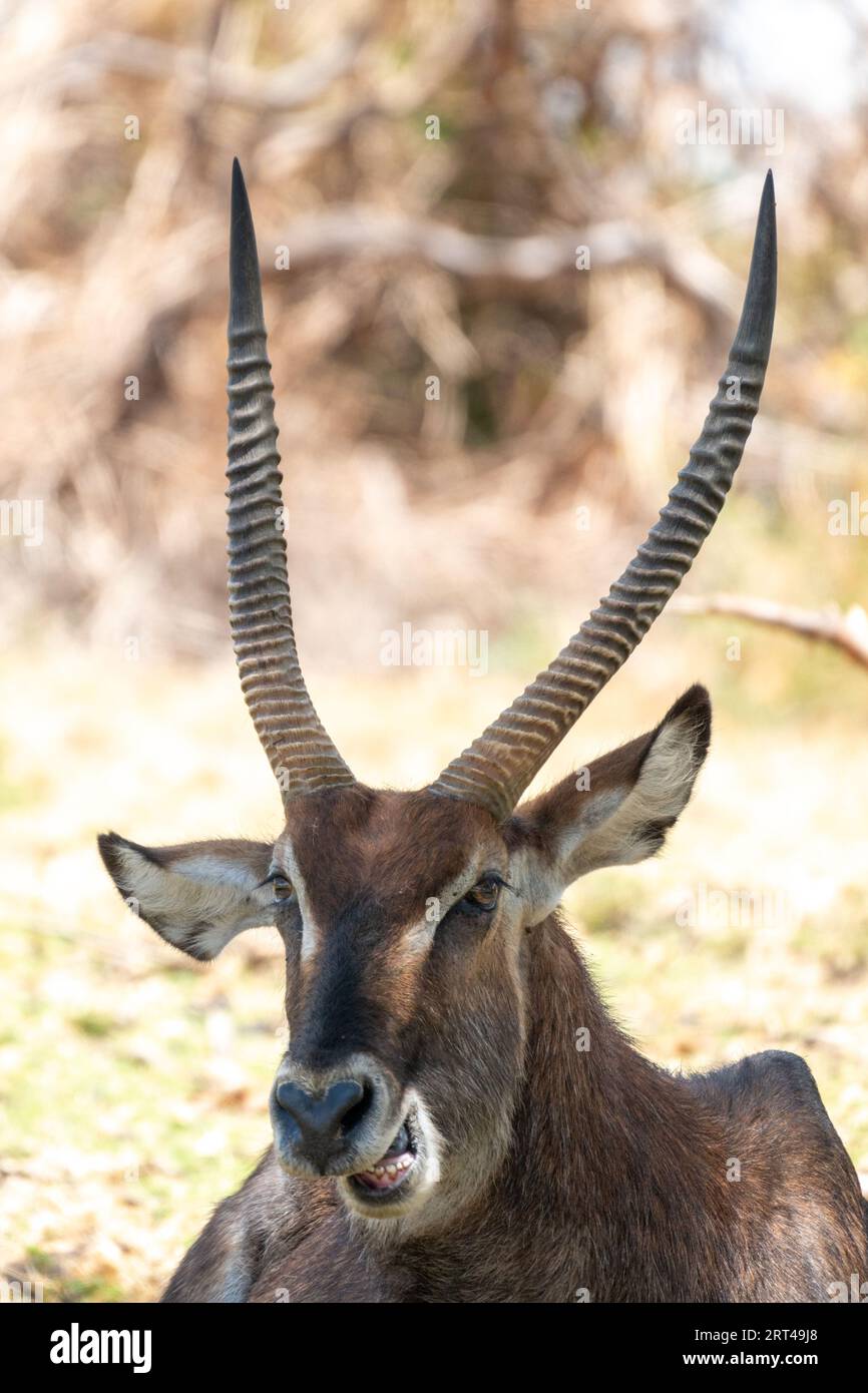 Lake Naivasha - WaterBuck portrait in Kenya Stock Photo - Alamy