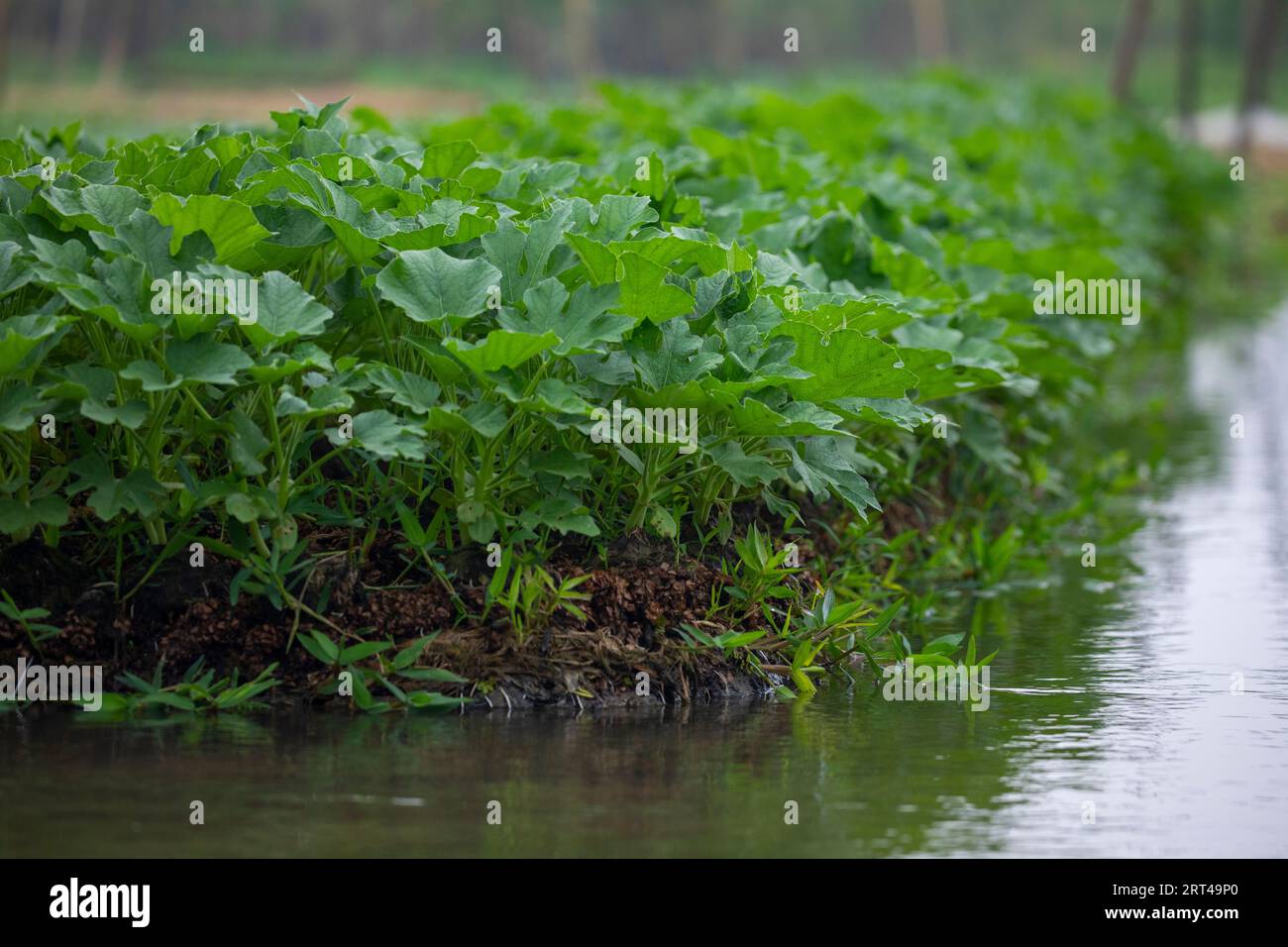 Floating vegetable beds at Najirpur in Pirojpur district of Bangladesh ...