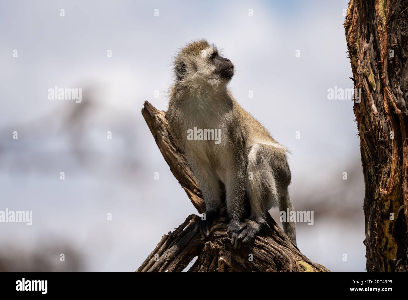 Lake Naivasha - Vervet Monkey in a tree, these monkeys can have blue ...