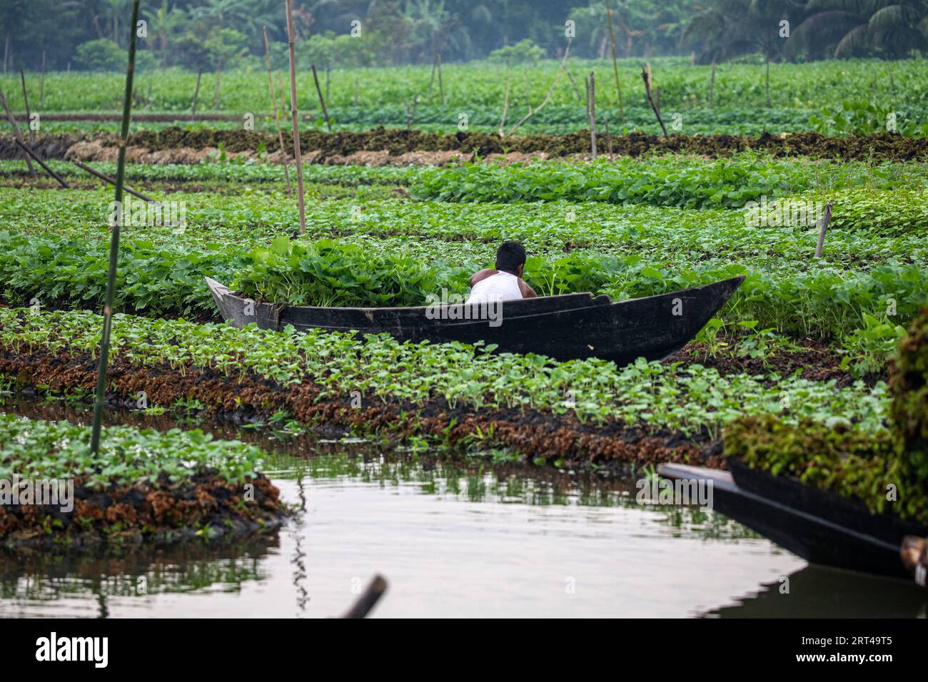 A farmer works in a floating farm at Najirpur in Pirojpur district of ...