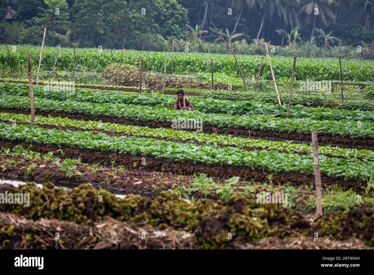 A farmer works in a floating farm at Najirpur in Pirojpur district of ...