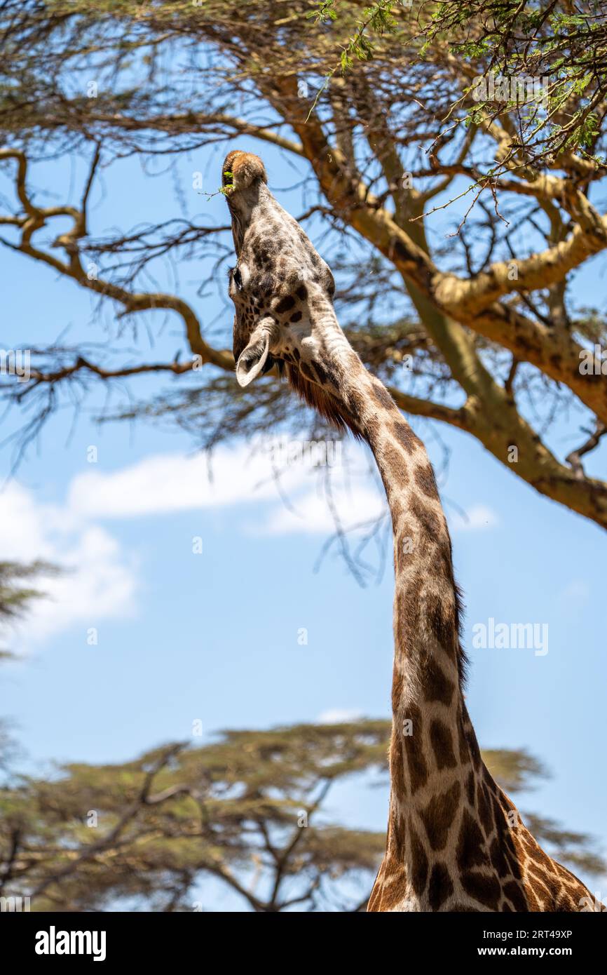 Lake Naivasha - giraffe stretches his neck to eat off an acacia thorn ...