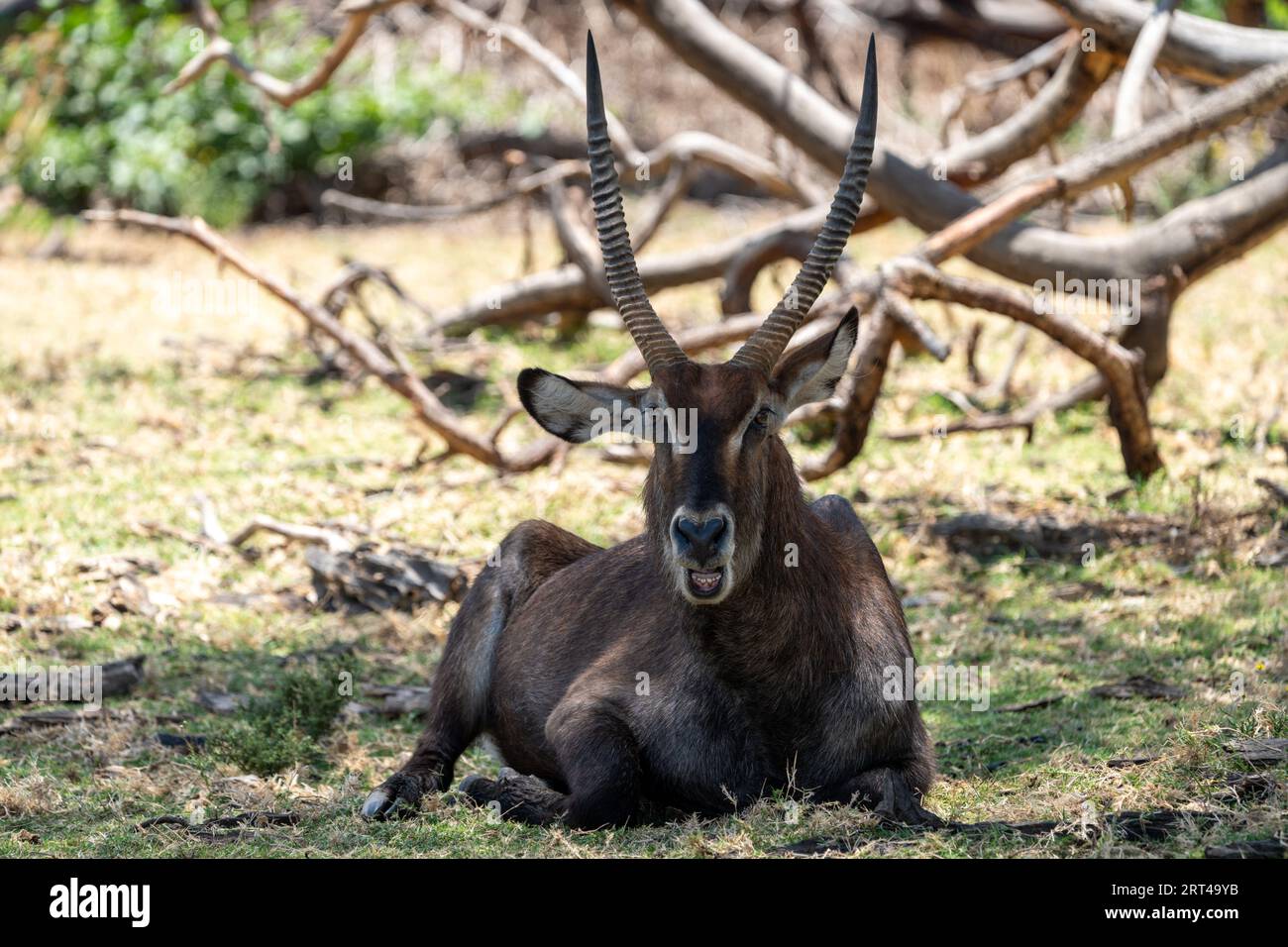Lake Naivasha - waterbuck barrs his teeth. Full head portrait shot ...