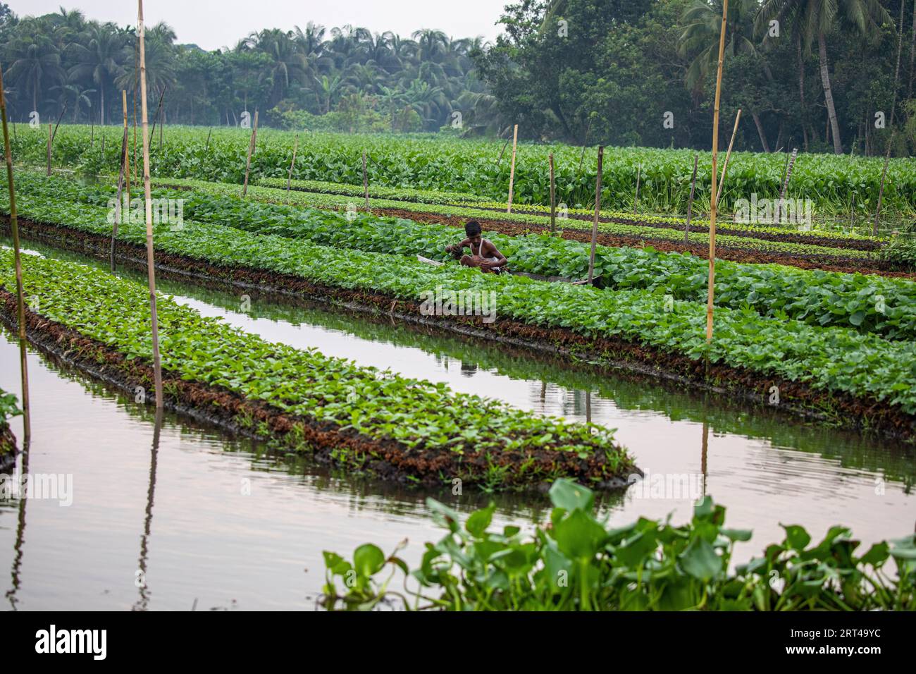 A farmer works in a floating farm at Najirpur in Pirojpur district of ...