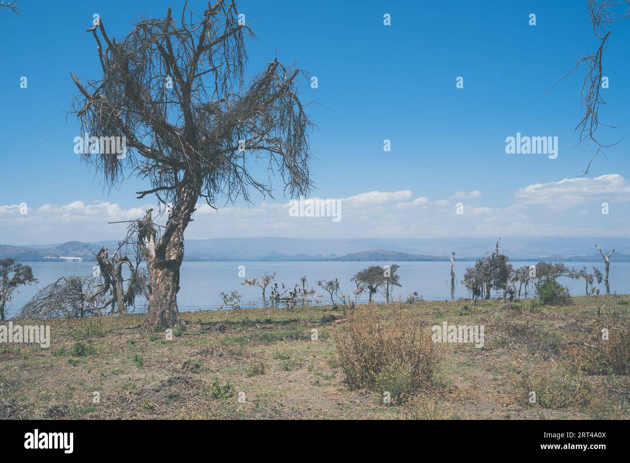Lake Naivasha - scenery on Crescent Island, where tourists can go on ...